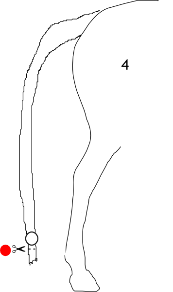 Show Ring Ready: Banging the Tail