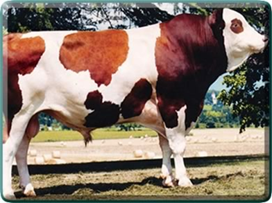 SERVICIO DE INSEMINACION: TORO SIMENTAL