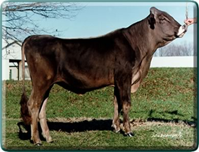 SERVICIO DE INSEMINACION: TORO PARDO SUIZO