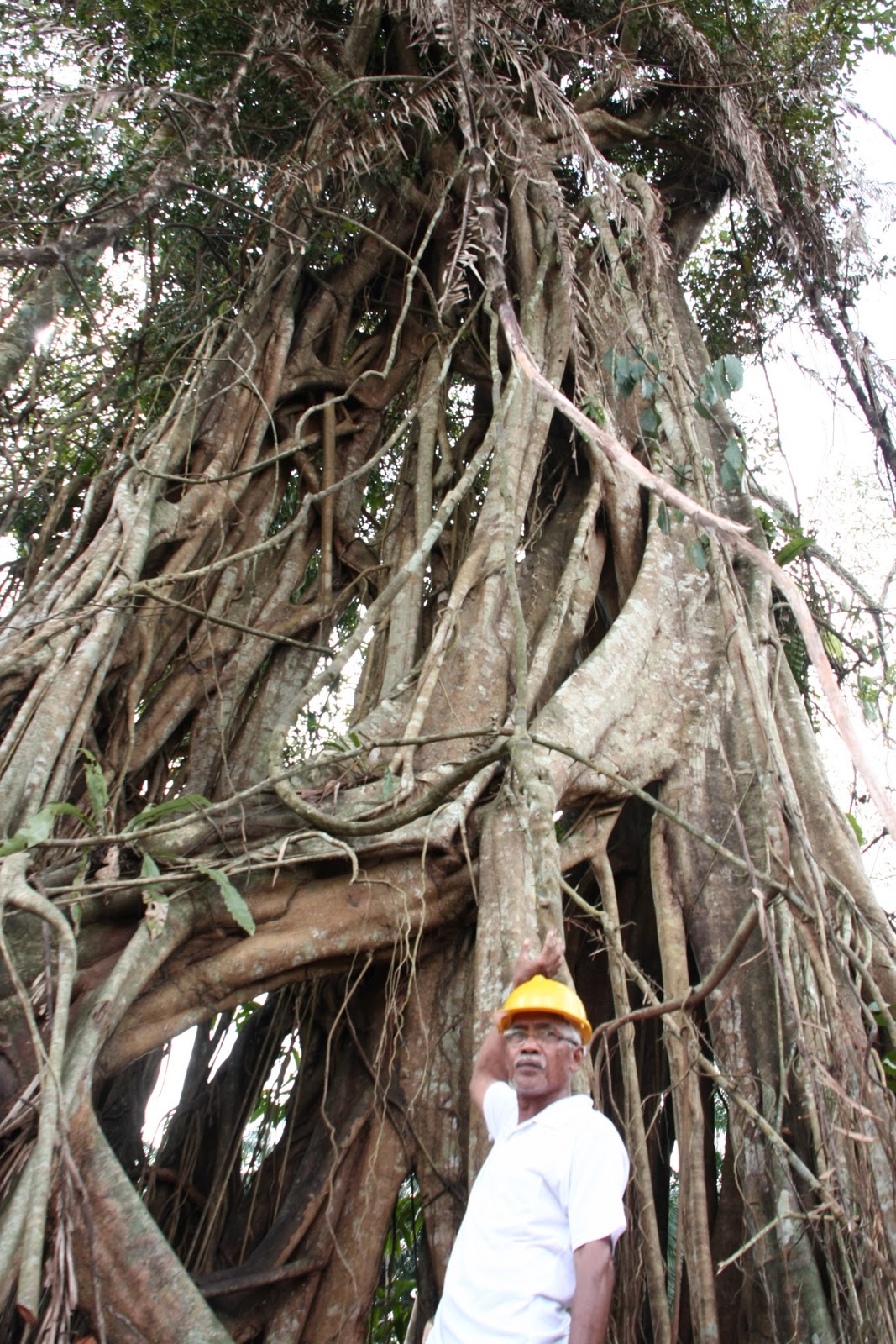 FloraFaunaKgGajah: Pokok besar (Pokok Jejawi)