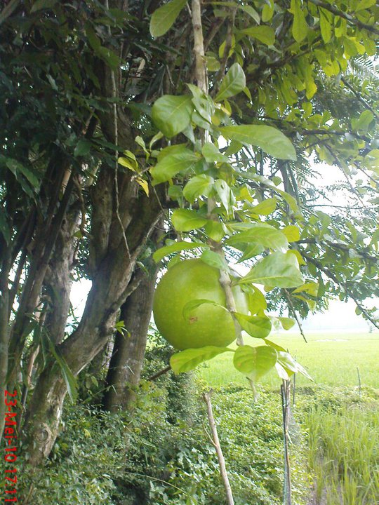 BUAH MAJA/ MOJO (Aegle Marmelos) sbg PESTISIDA ALTERNATIF - Teknologi ...