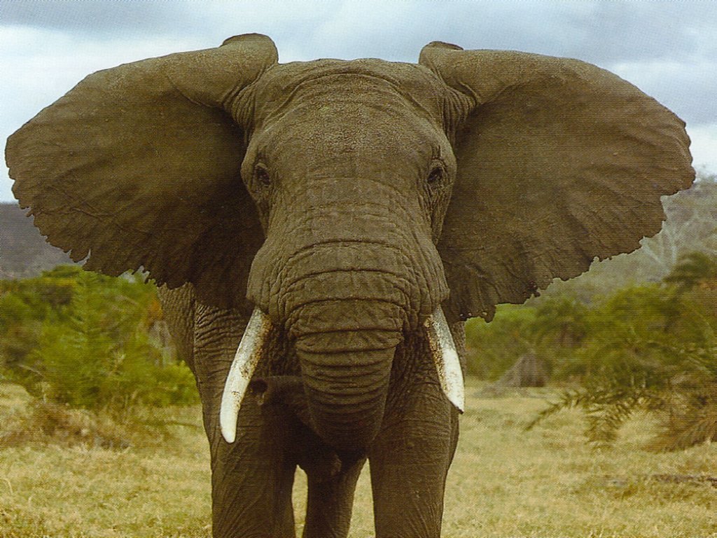 On Wings of Eagles: Lessons from the Elephant, What Do You See?