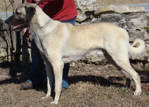 Kus Sarkisi Anatolian Shepherd Dogs: Dilara/Dillon litter