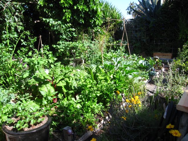 Modern Sustainability: Intensive & Biodiverse gardening: Small Space ...