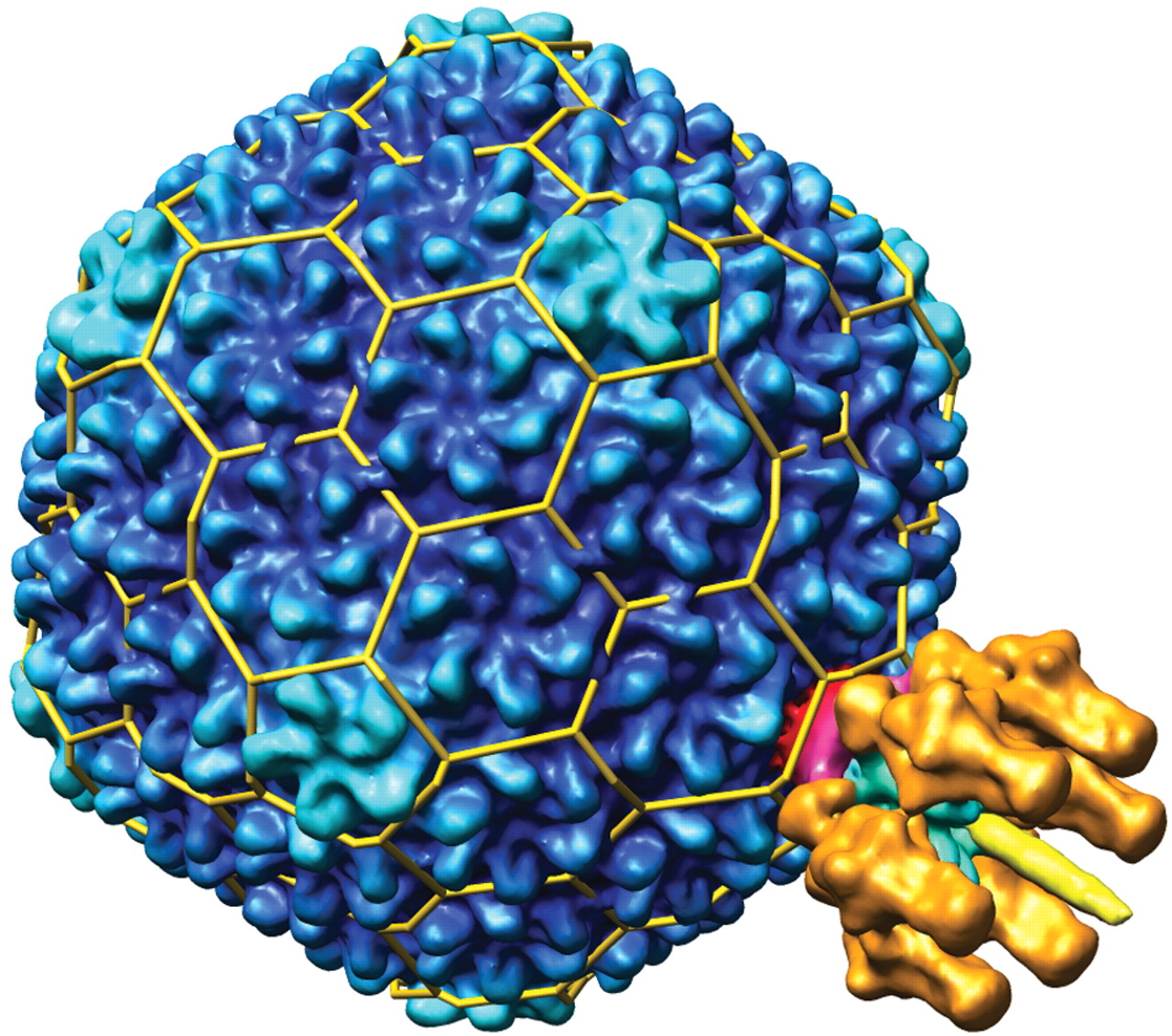 Study Biotechnology Phage Structure study-biotechnology-phage-structure