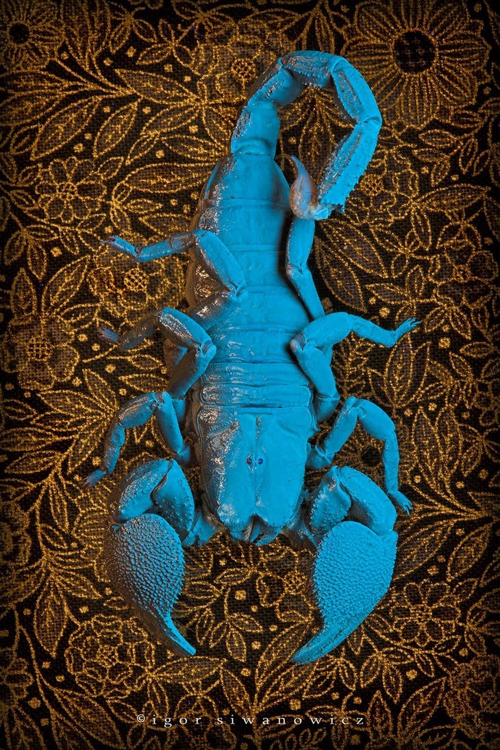 Nada nos LIBRA de ESCORPIO: CÓMO SOMOS LOS ESCORPIO