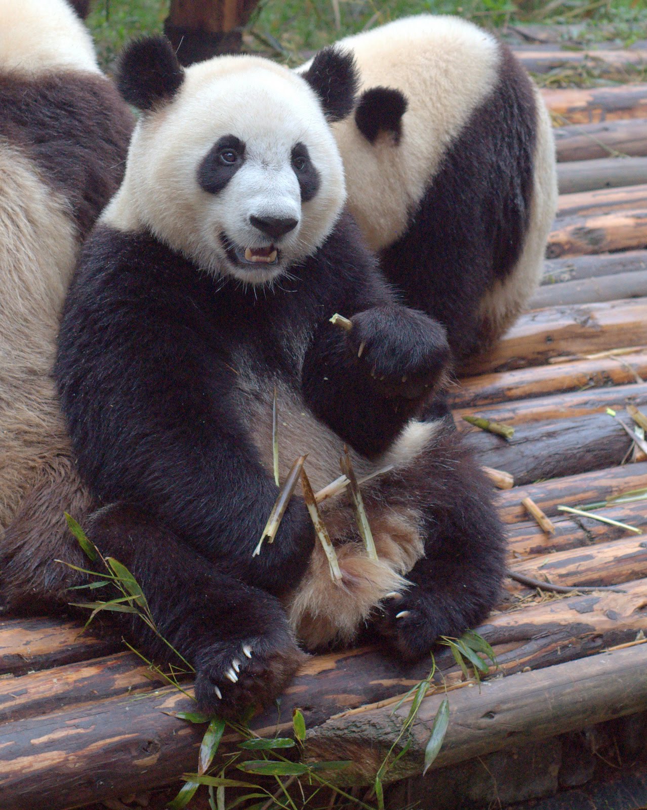 Finding Hawkins: A Yank Lost Abroad: Chengdu - Big, Bustling City. Big ...