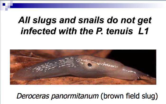 FarmLife: Steve Purdy, DVM on Common Camelid Health Issues at GALA 2010 ...