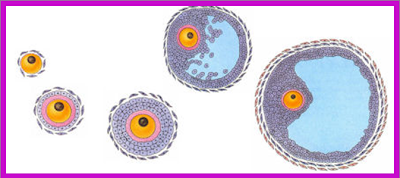 Evolução folicular | Aprender Biologia