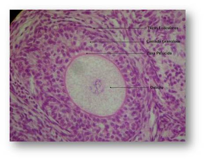 Evolução folicular | Aprender Biologia