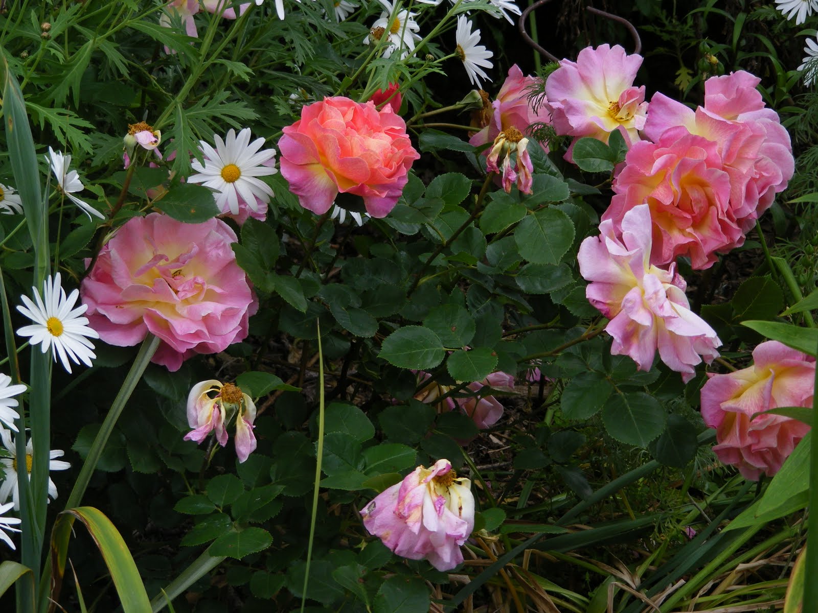 Dursley Garden - Wairarapa, NEW ZEALAND: ROSES