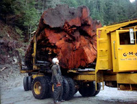 The Ramblings of a "Gypo"Logger's Son