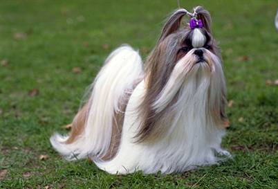 Little Dogs 4 Ever: Shih Tzu dog of the month: Hair cuts!