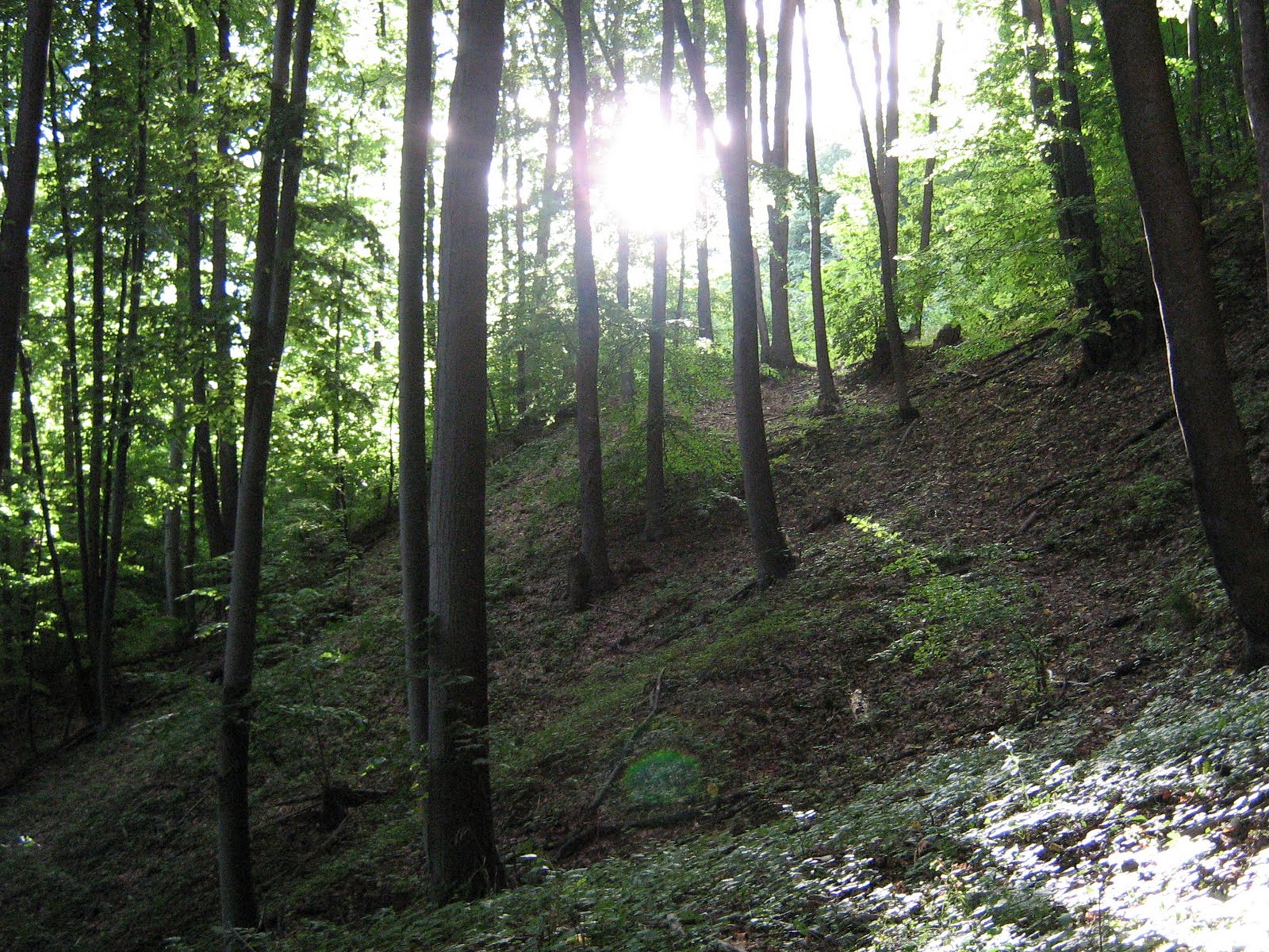 Peisaje cu paduri splendide