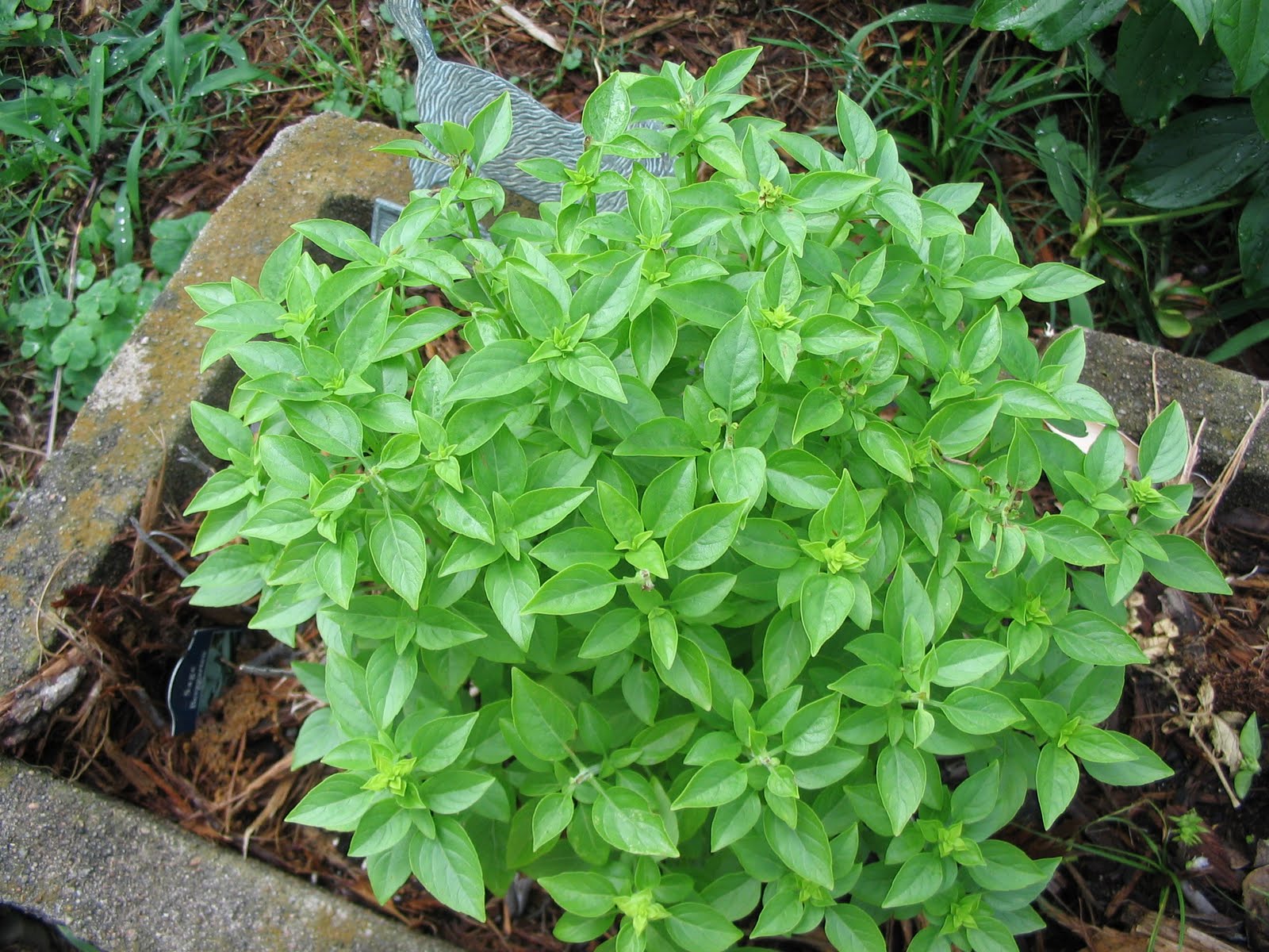 our green table: June 2010