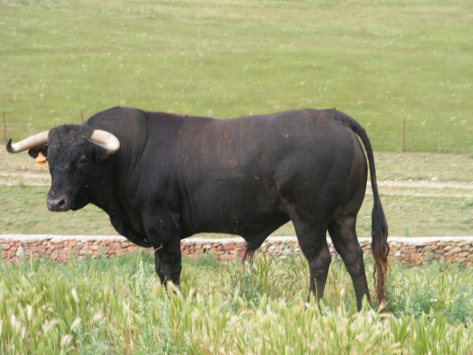 GANADERIA :ANTONIO SAN ROMAN: novillo para la concurso de villalba