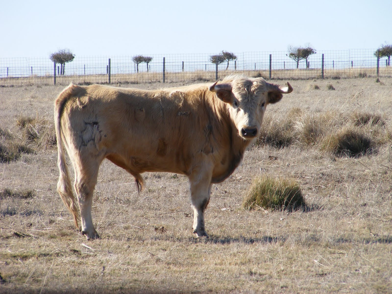 GANADERIA :ANTONIO SAN ROMAN: novillos en enero 2011