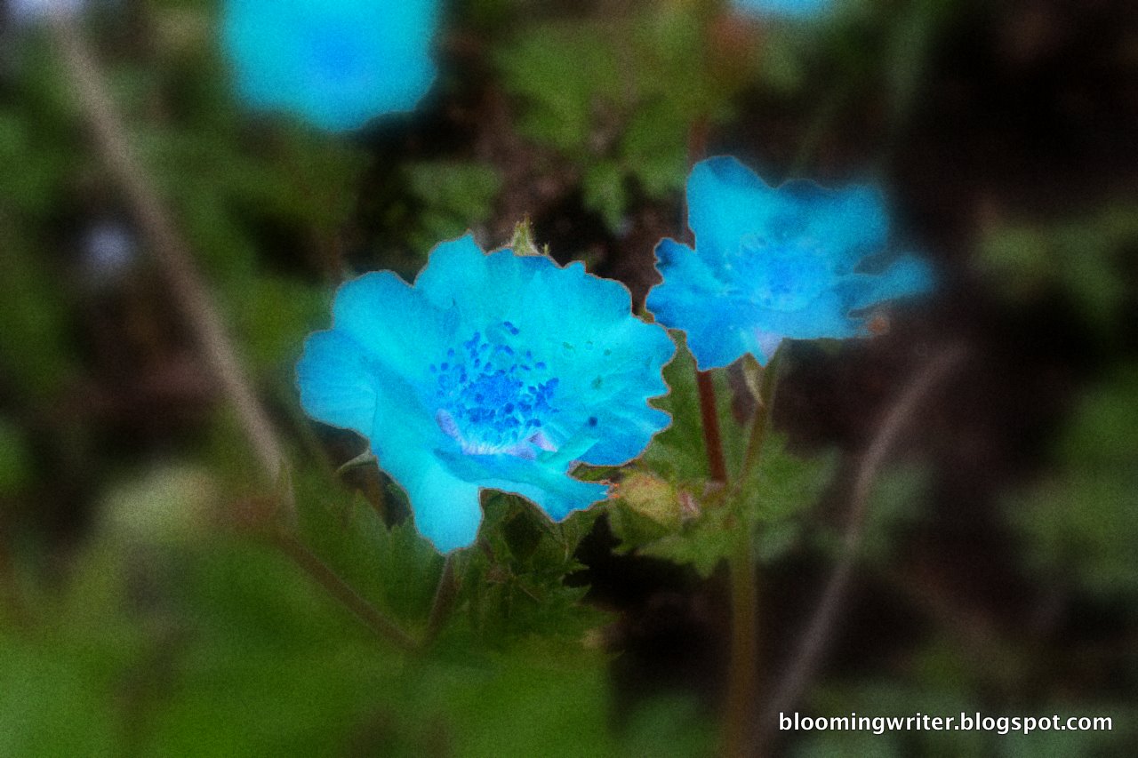 Bloomingwriter: Gardening in Nova Scotia: More interesting new blues ...