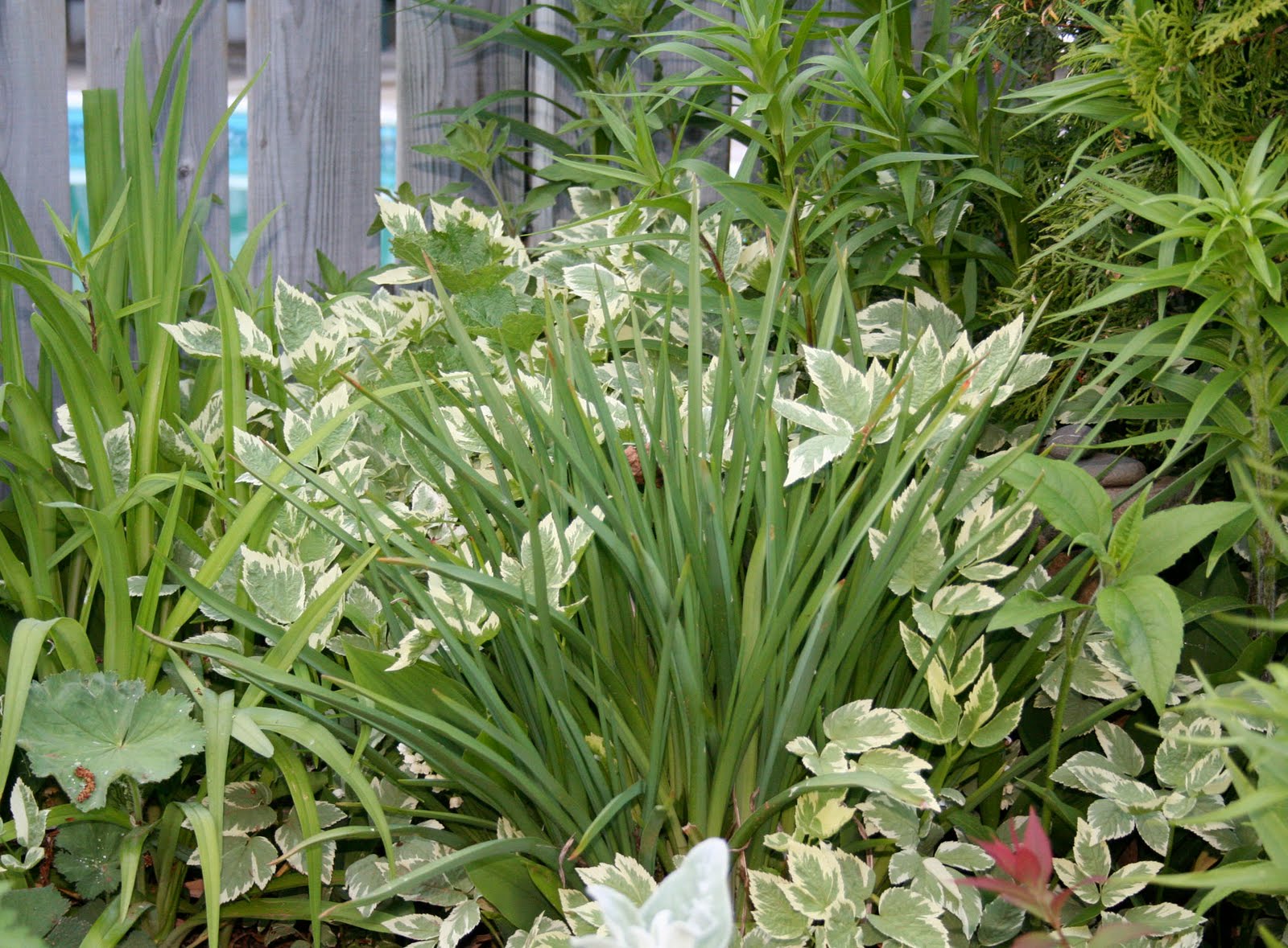 Bloomingwriter: Gardening in Nova Scotia: Punting garden gnomes & other ...