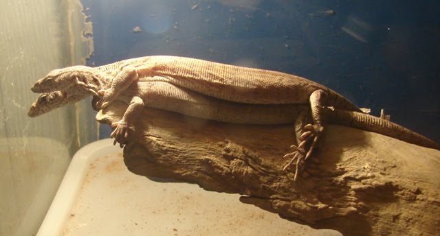 Antmisk Monitors: Monitors