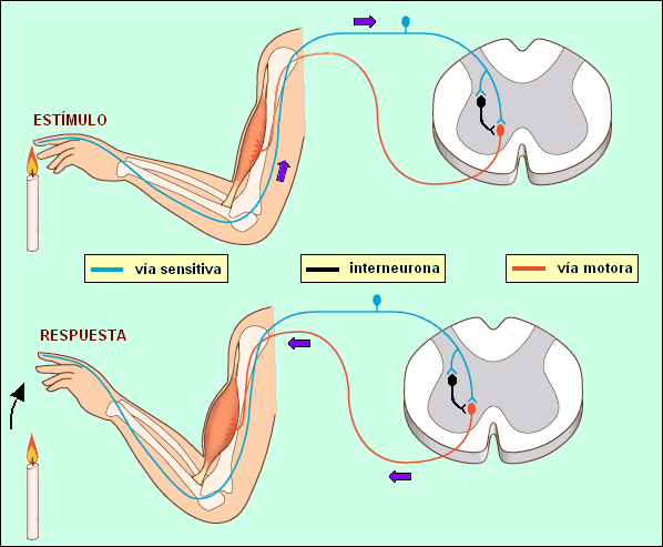 CIENCIAS BIOLOGICAS: TEJIDO NERVIOSO