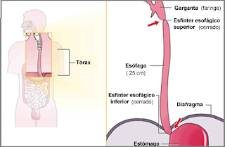 esfínteres del esófago