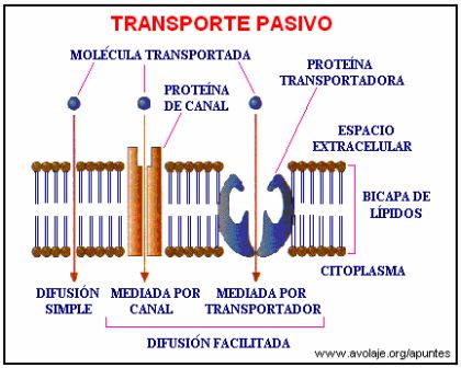 045 Fisiología - conocimientos.com.ve: FISIOLOGÍA CELULAR 2. TRANSPORTE ...