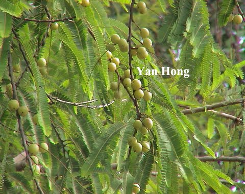 Sweet Memories Of ZuiYanHong: The Fruits Of The Malacca Tree