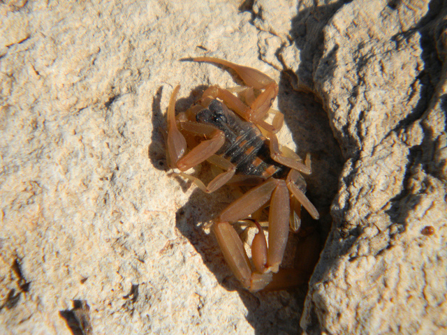 NeuroDojo: Should sprinting shape scorpion’s stingers?