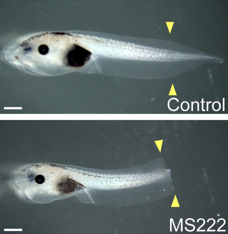 NeuroDojo: How to regrow a limb