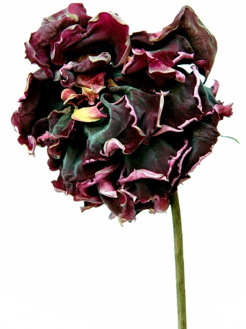 Kate Kelleher: Rachel Lévy