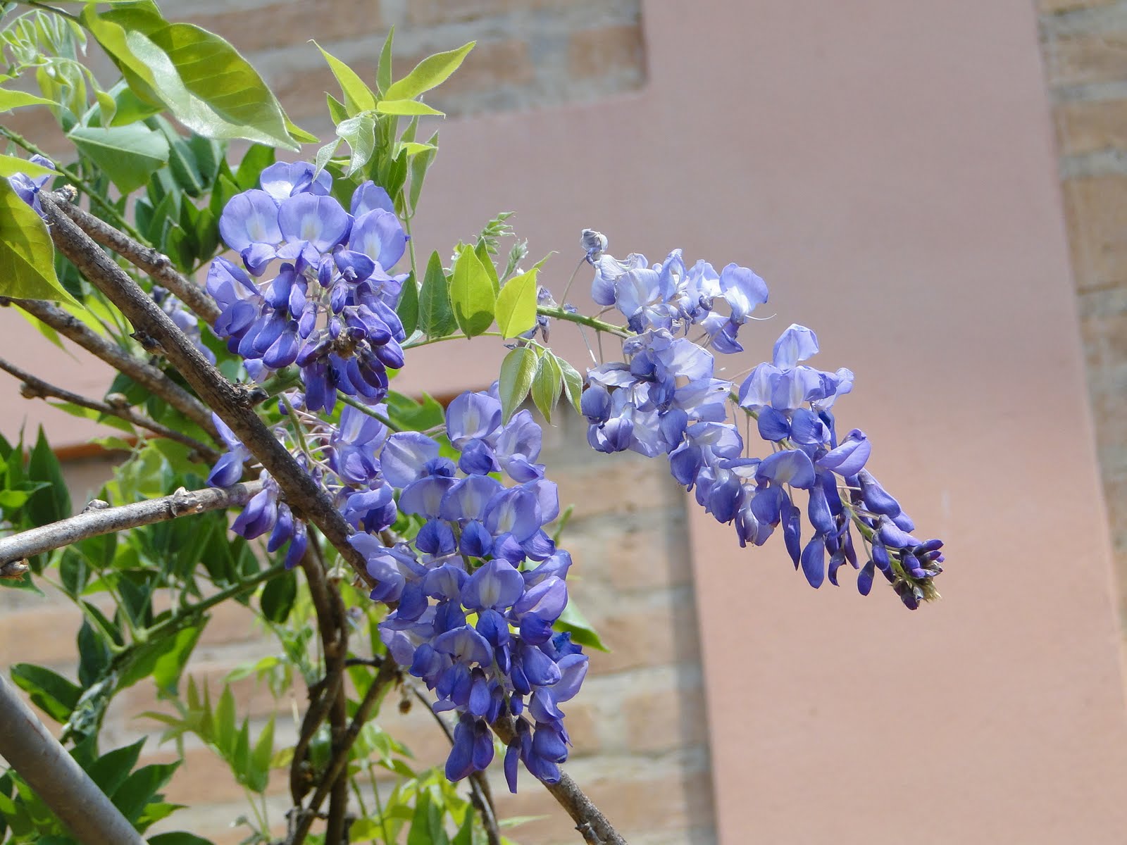 Cantos e Encantos: Cassia rosa e Glicínias