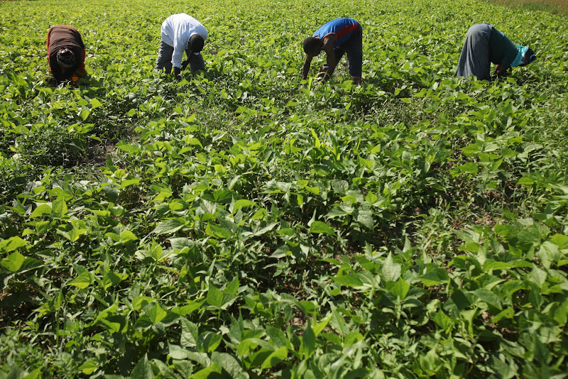 Erika Schultz's Photography Blog: Burundi Refugee Farmers