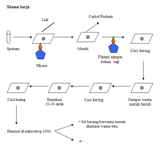 ilmu tak terbatas: bakteri tahan asam
