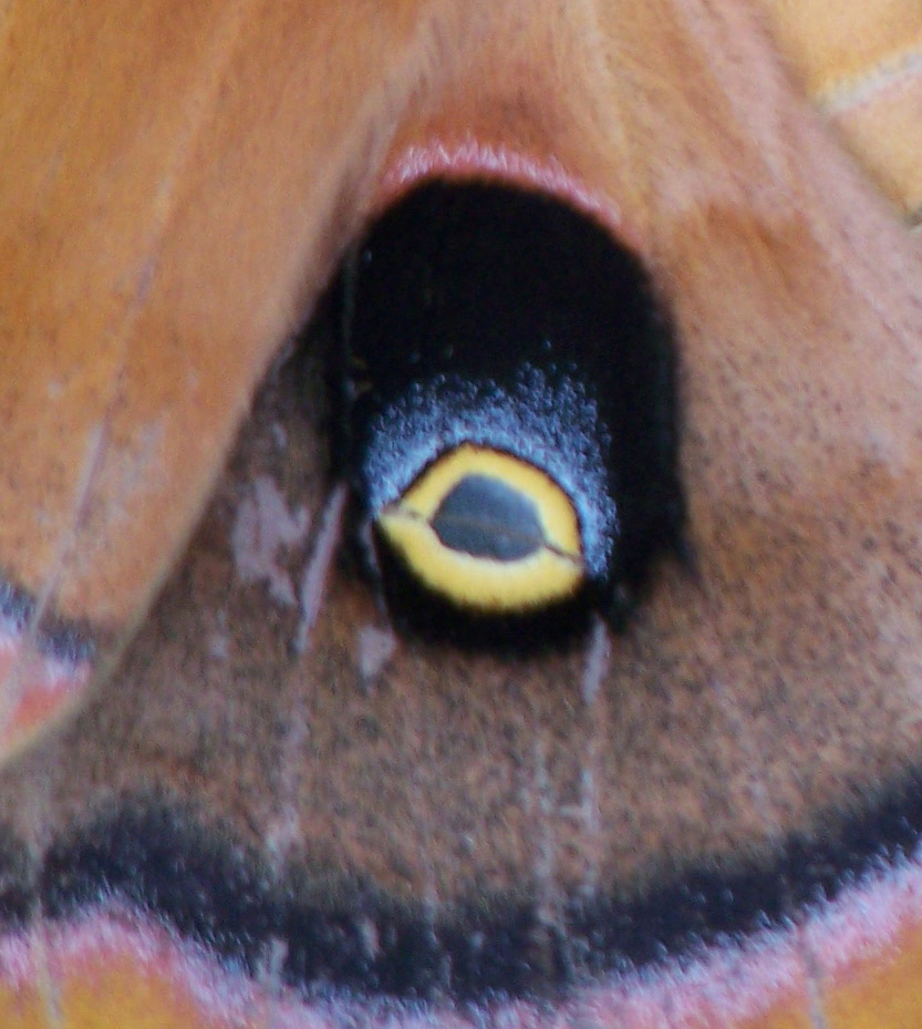 The Quiet Life: Mammoth moth