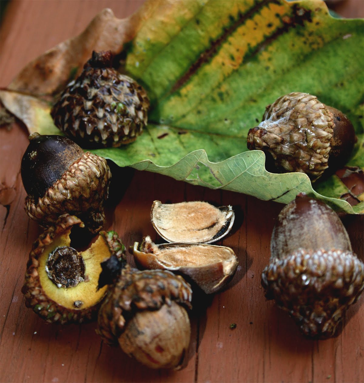 A new way: Acorn symphony