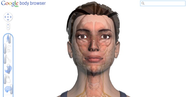 聊動畫 做動畫: Google Body 透視人體 看透透
