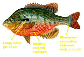 Harrah's SAE Project: Red-breasted Sunfish Research