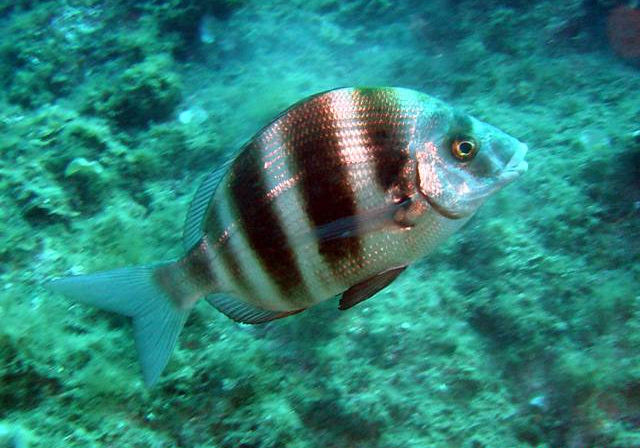 AsturKayak: Peces confusos Sargo/Chopa/Herrera