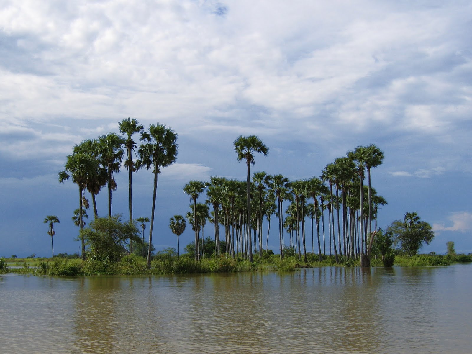 ពត៌មានសំរាប់ខ្មែរ: Importance of palm trees
