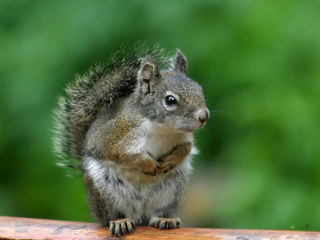 ImagemNoção: Esquilos (11 fotos)