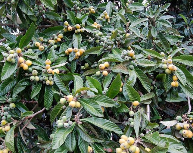 Chenab Industries Kashmir Cik Loquat Eriobotrya Japonica Seedsplants For Sale