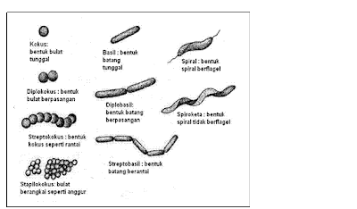 Microorganism: Bakteriologi