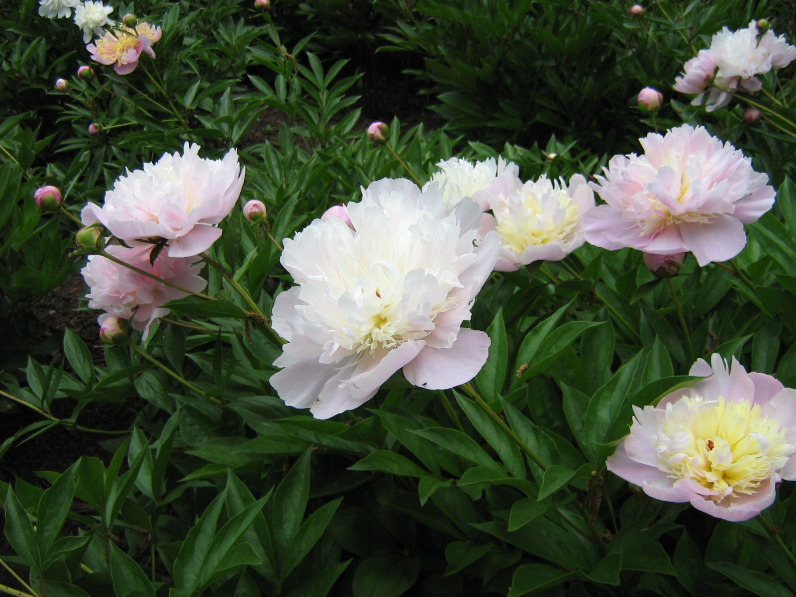 Two Nerdy History Girls: The Pleasures of Peonies