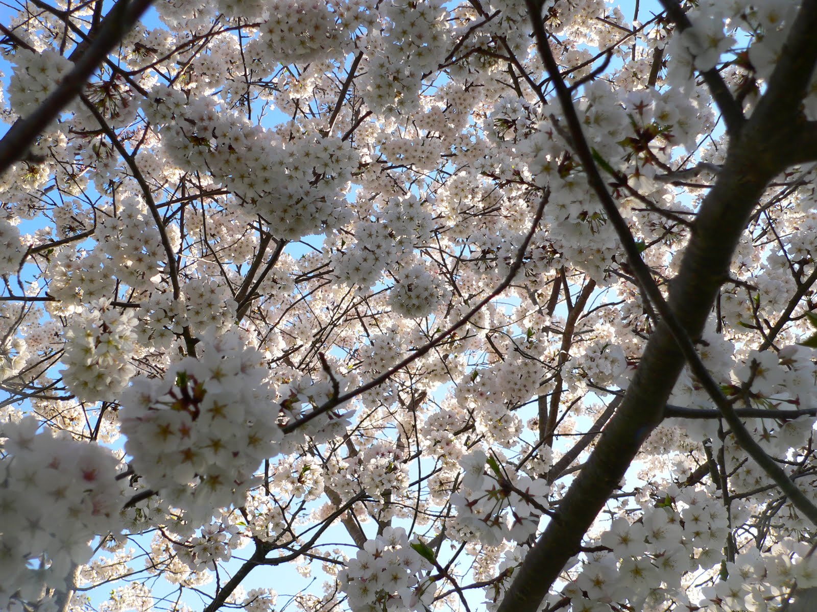 The Barnett Family: Flowering Cherry Tree