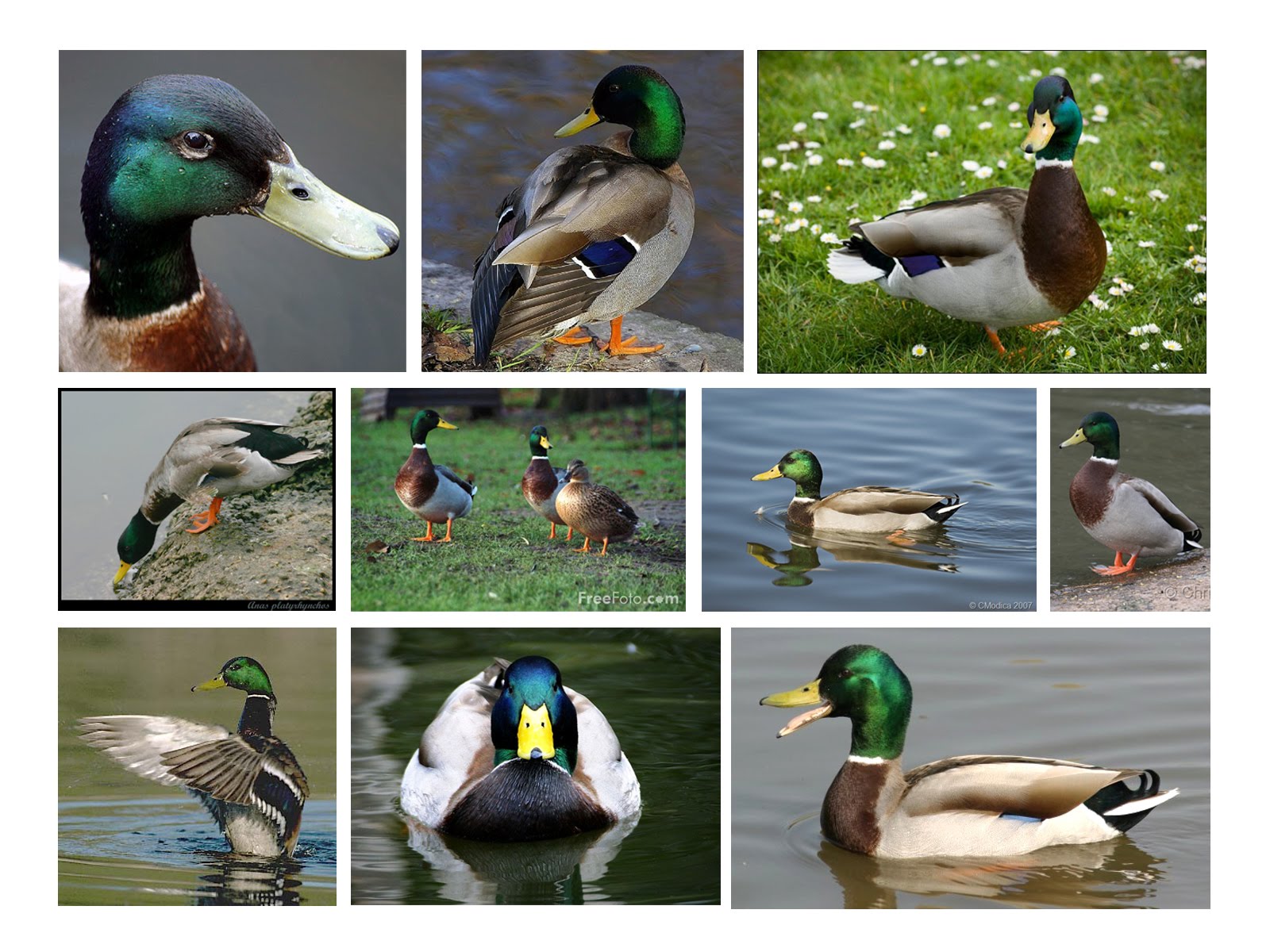 FMP Project Research