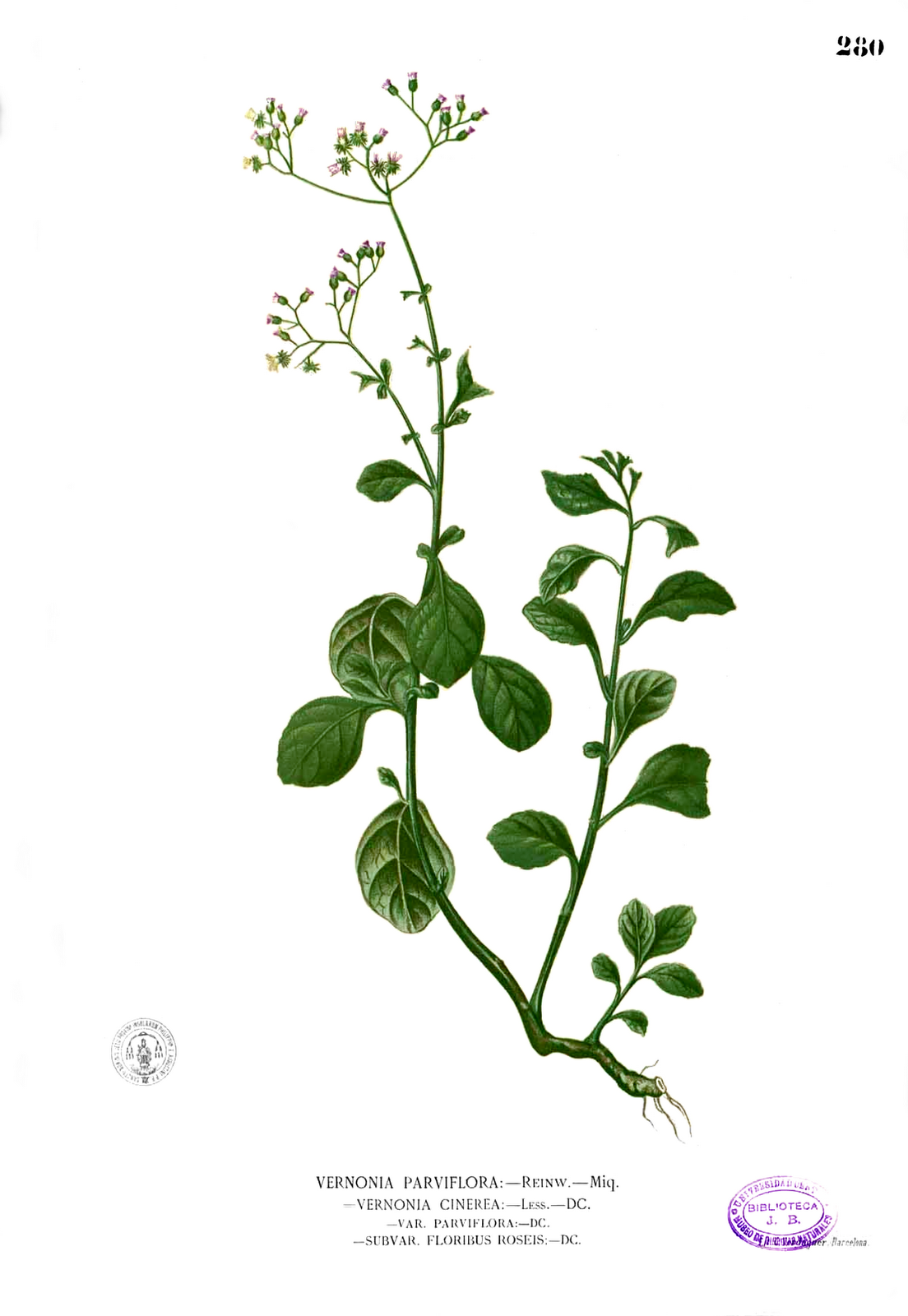 Vernonia cineria or sahadevi | Healthy Tips For You