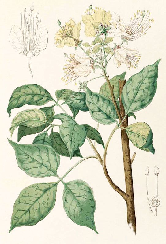 Simple Ayurvedic health tips: Crataeva nurvala-Varun tree an introduction