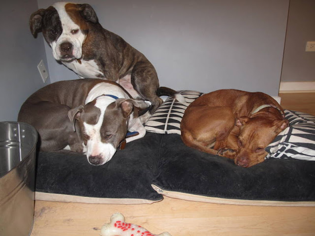 Two Pitties in the City: Pooches: The Unexpected Pit Bull