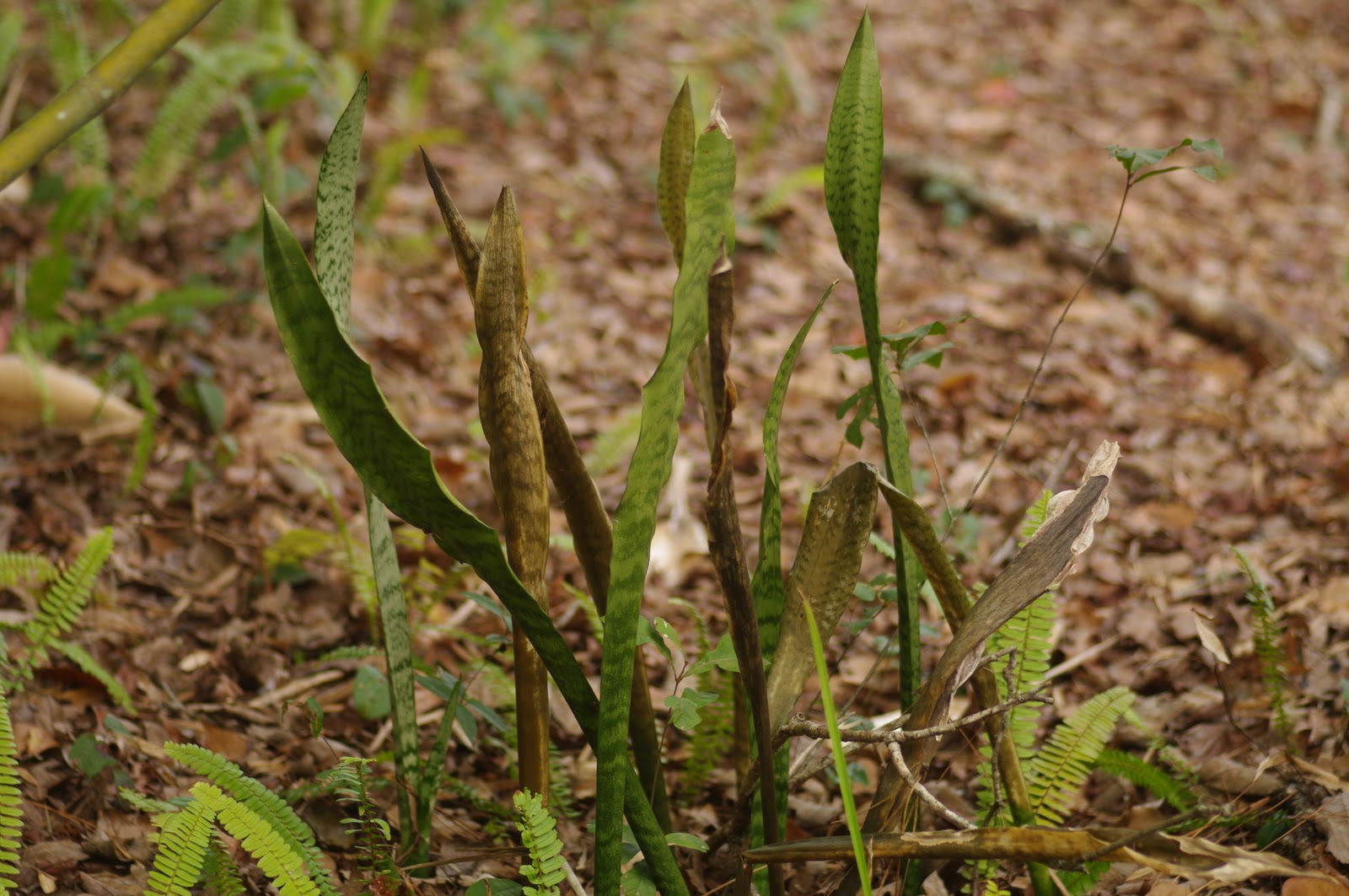 Florida's War on Exotics: Snake Plant, Mother's Tongue, African Bow ...